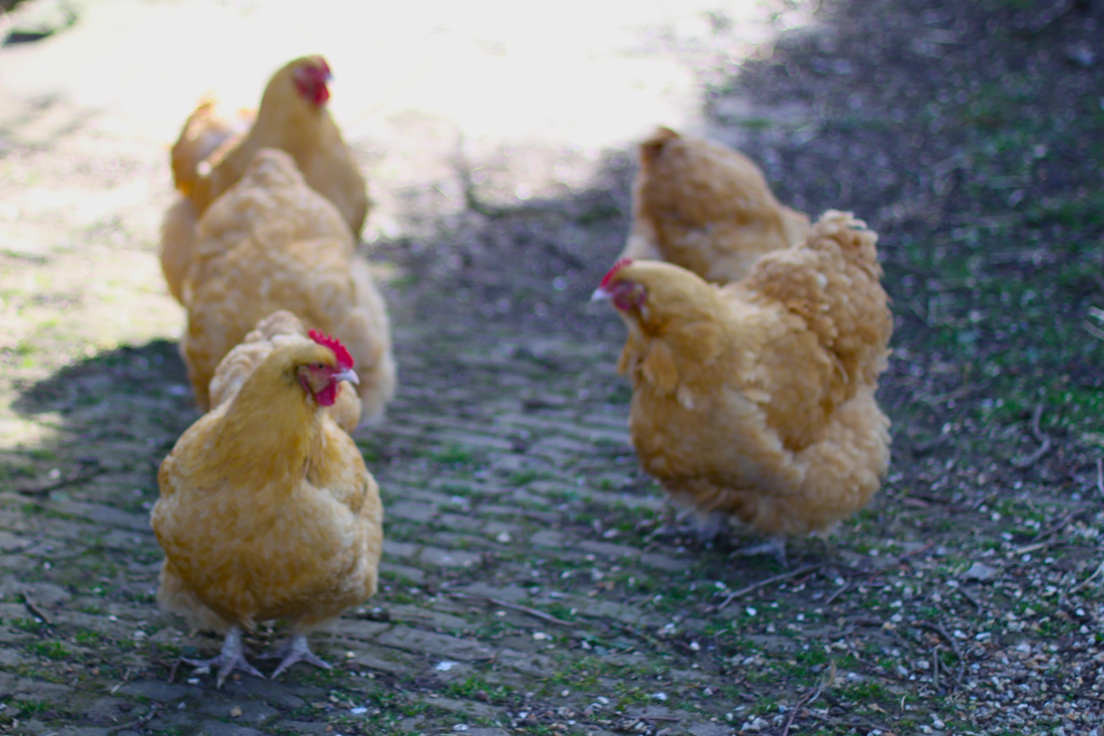 Chicken Parade
