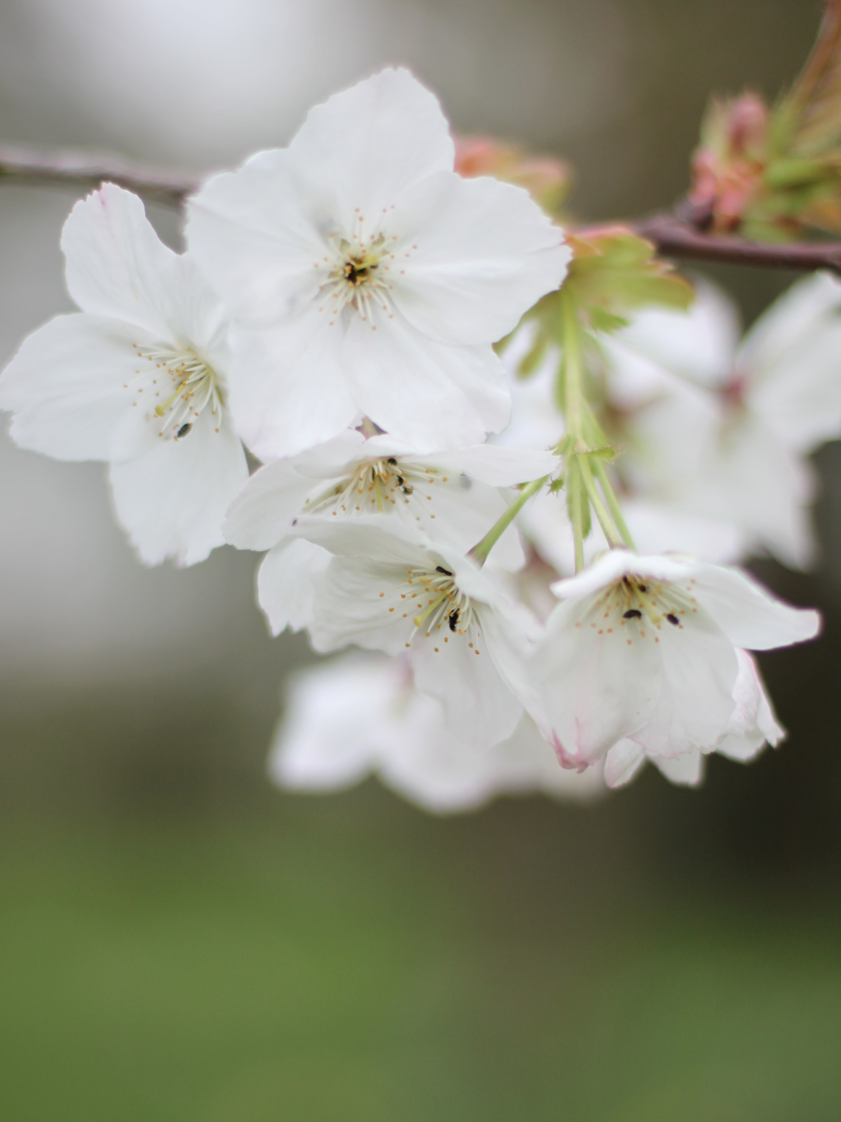 The Great White Cherry